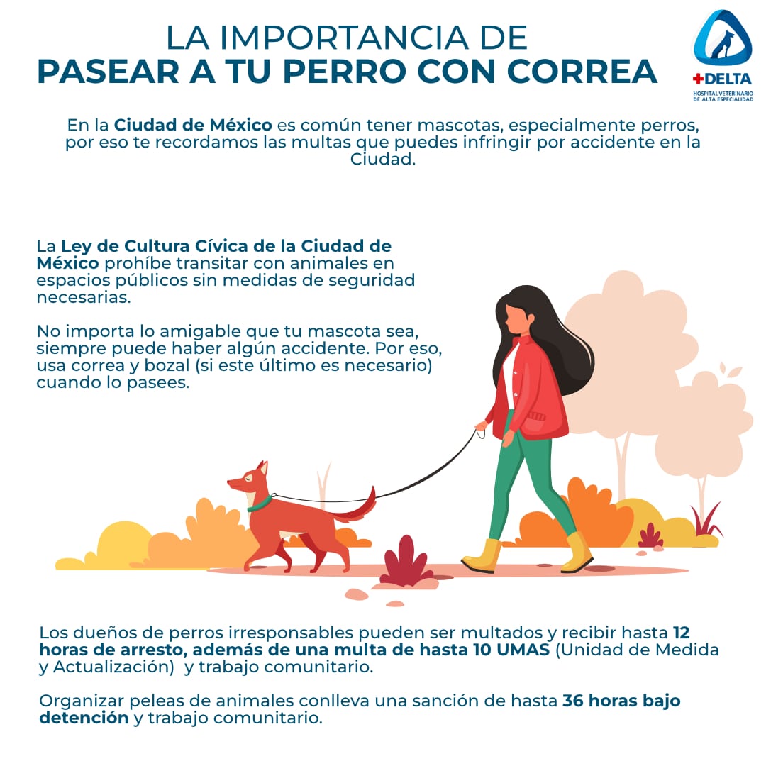 La importancia de pasear a tu perro con correa – Delta Life