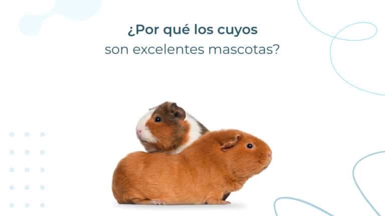 ¿Por qué los cuyos son excelentes mascotas? – Delta Life