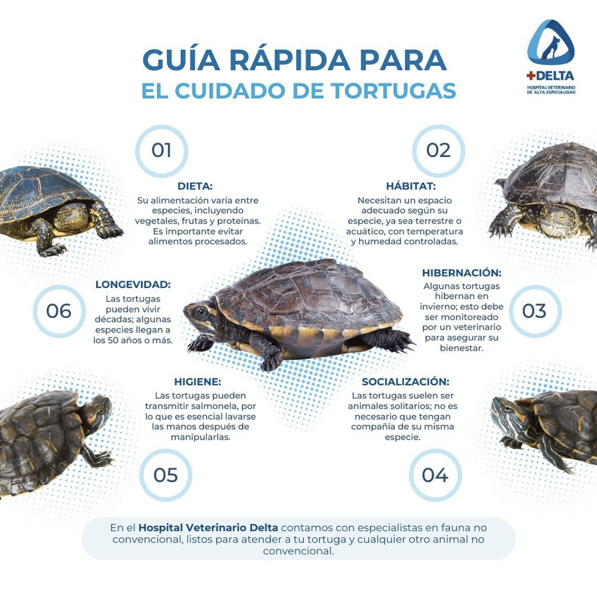 Guía rapida para el cuidado de tortugas – Delta Life