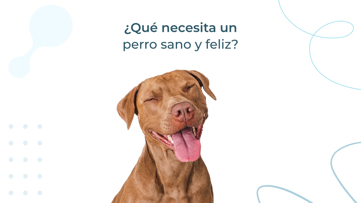 ¿Qué necesita un perro sano y feliz? – Delta Life